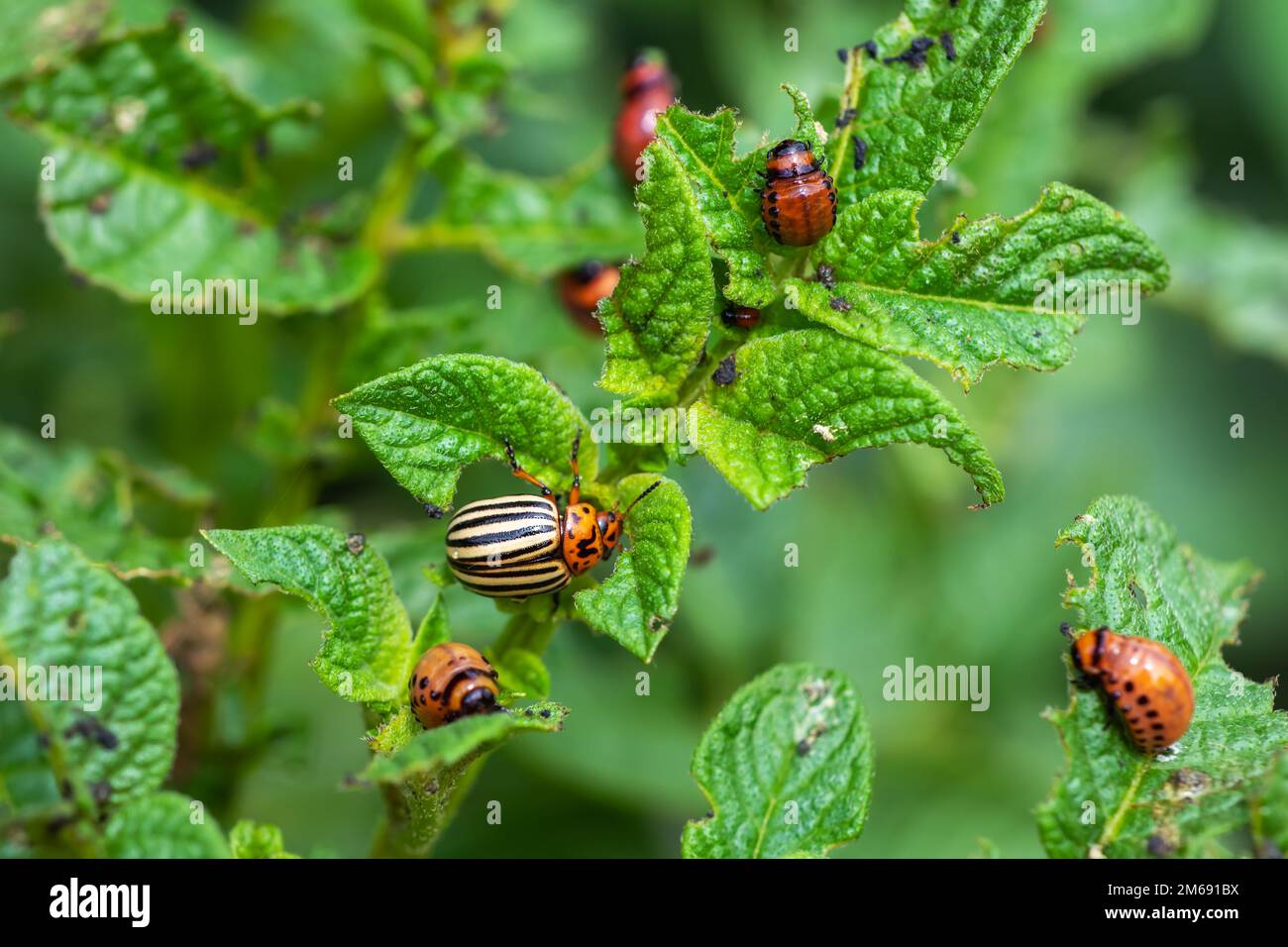Lots of red Colorado potato beetles on a green potato leaf at summer ...