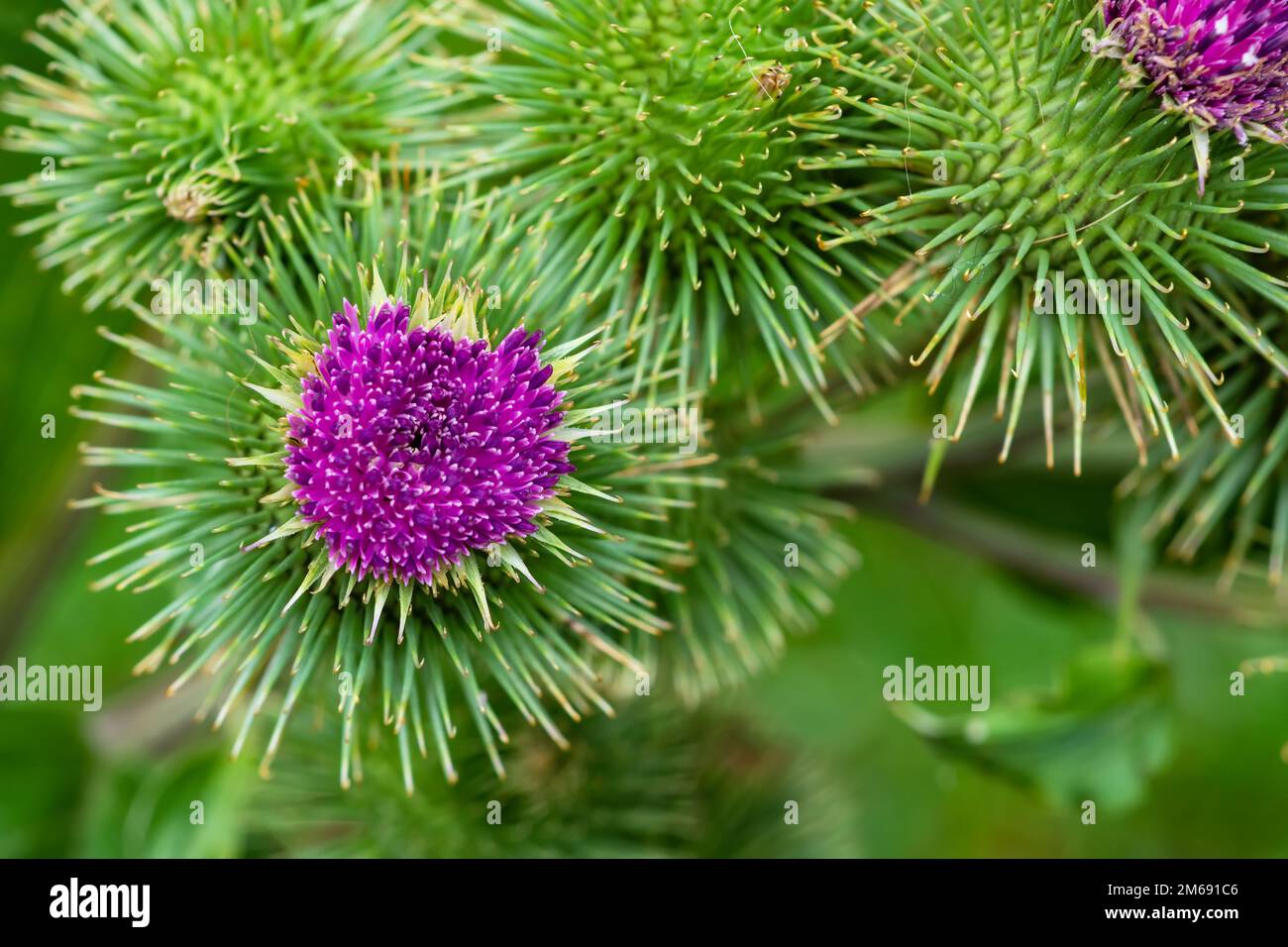 Greater burdock or edible burdock flowers, Arctium lappa Stock Photo ...