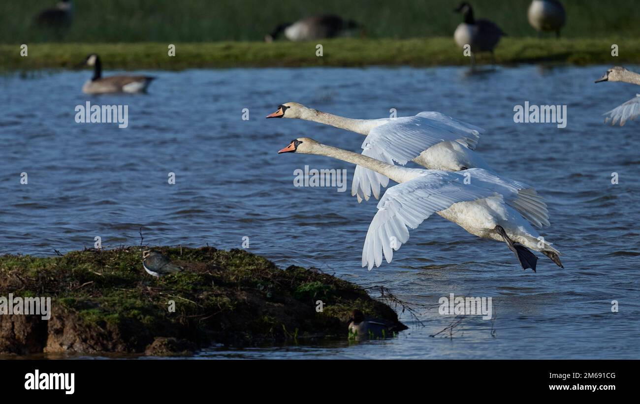 Swan in flight Stock Photo - Alamy