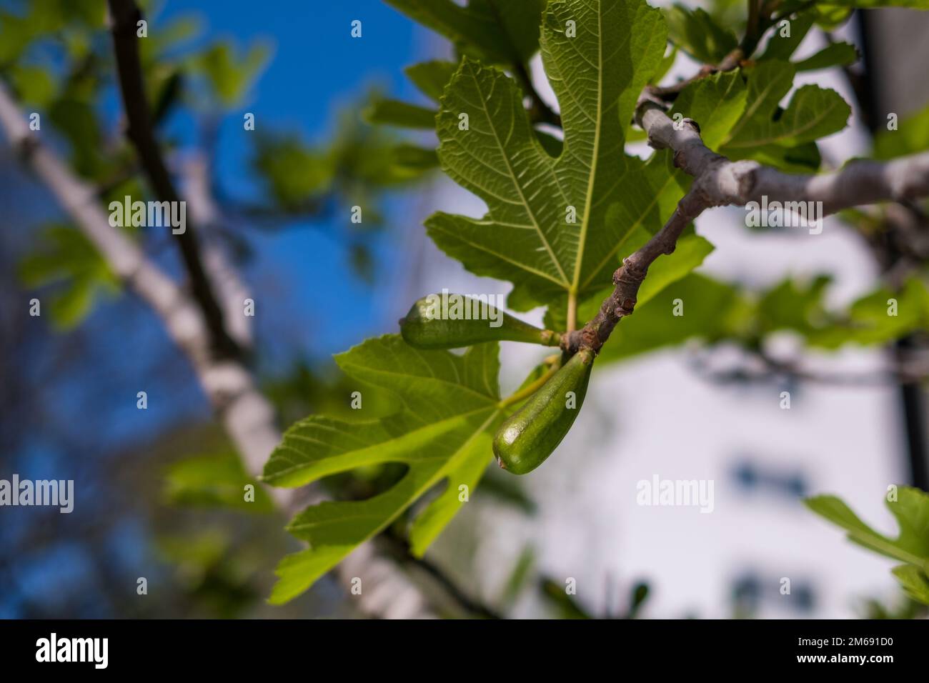 Green leaves of a fig tree and small fruits against a blue sky ...