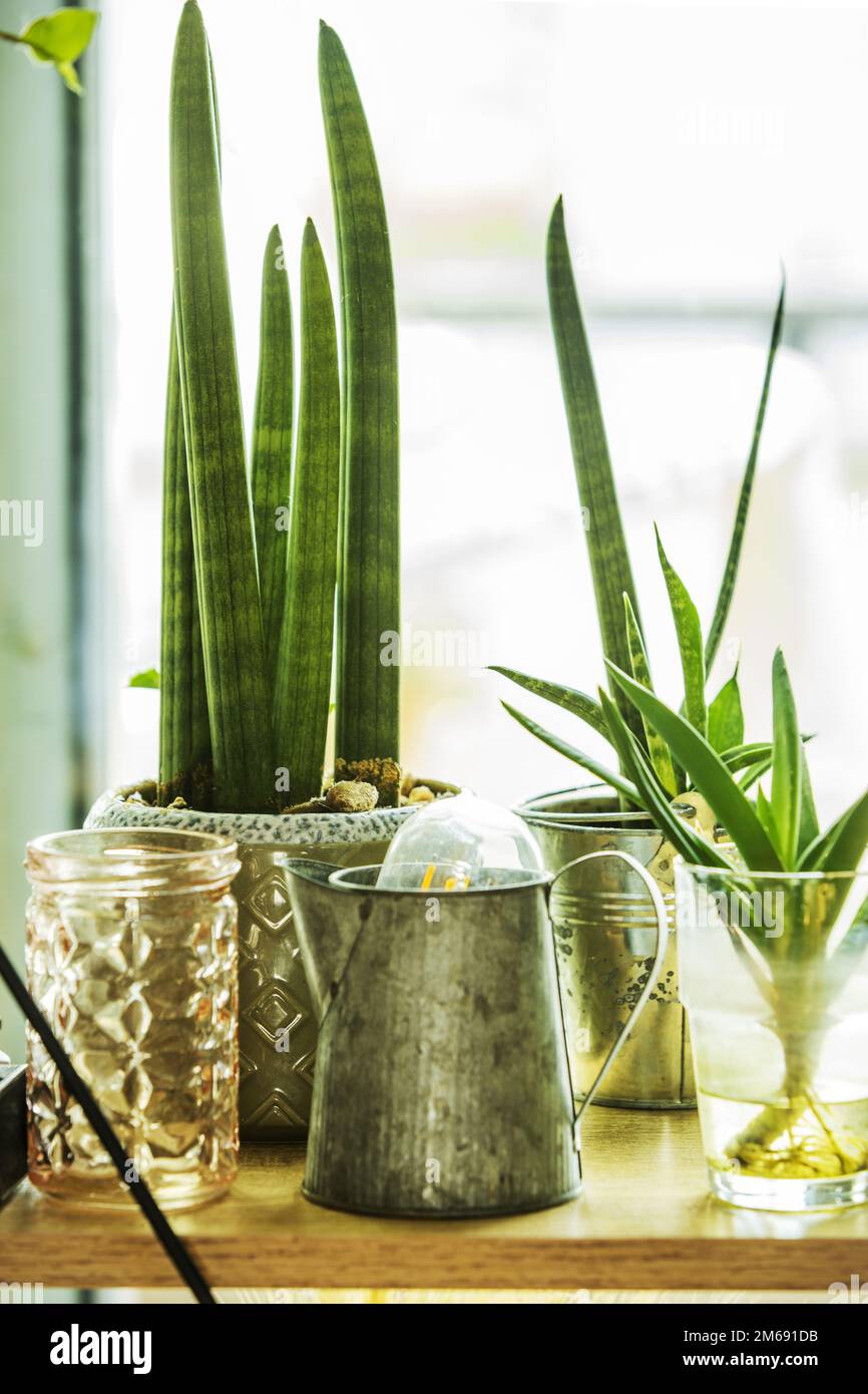 Pots with sansevieria cylindrica with two new shoots, a zinc plated ...