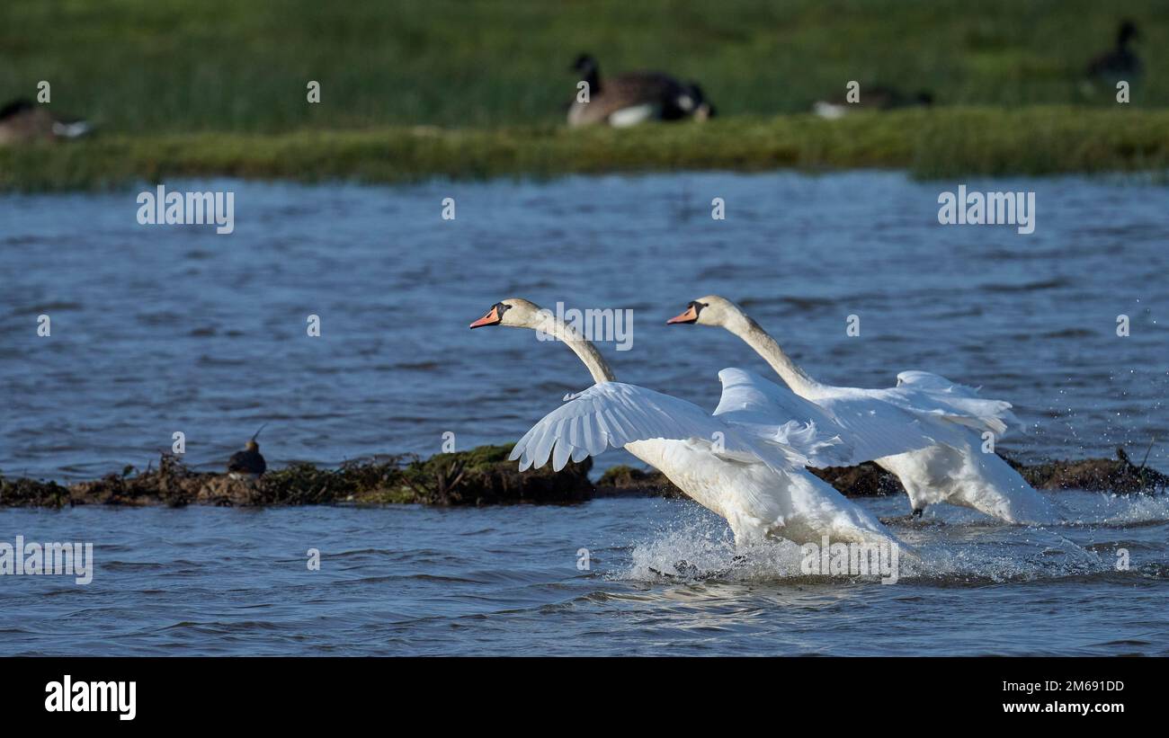 Swan in flight Stock Photo - Alamy