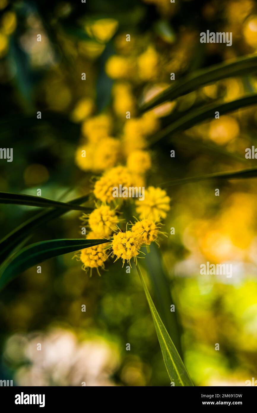 Beautiful blooming mimosa - Acacia dealbata. Floral wallpaper ...