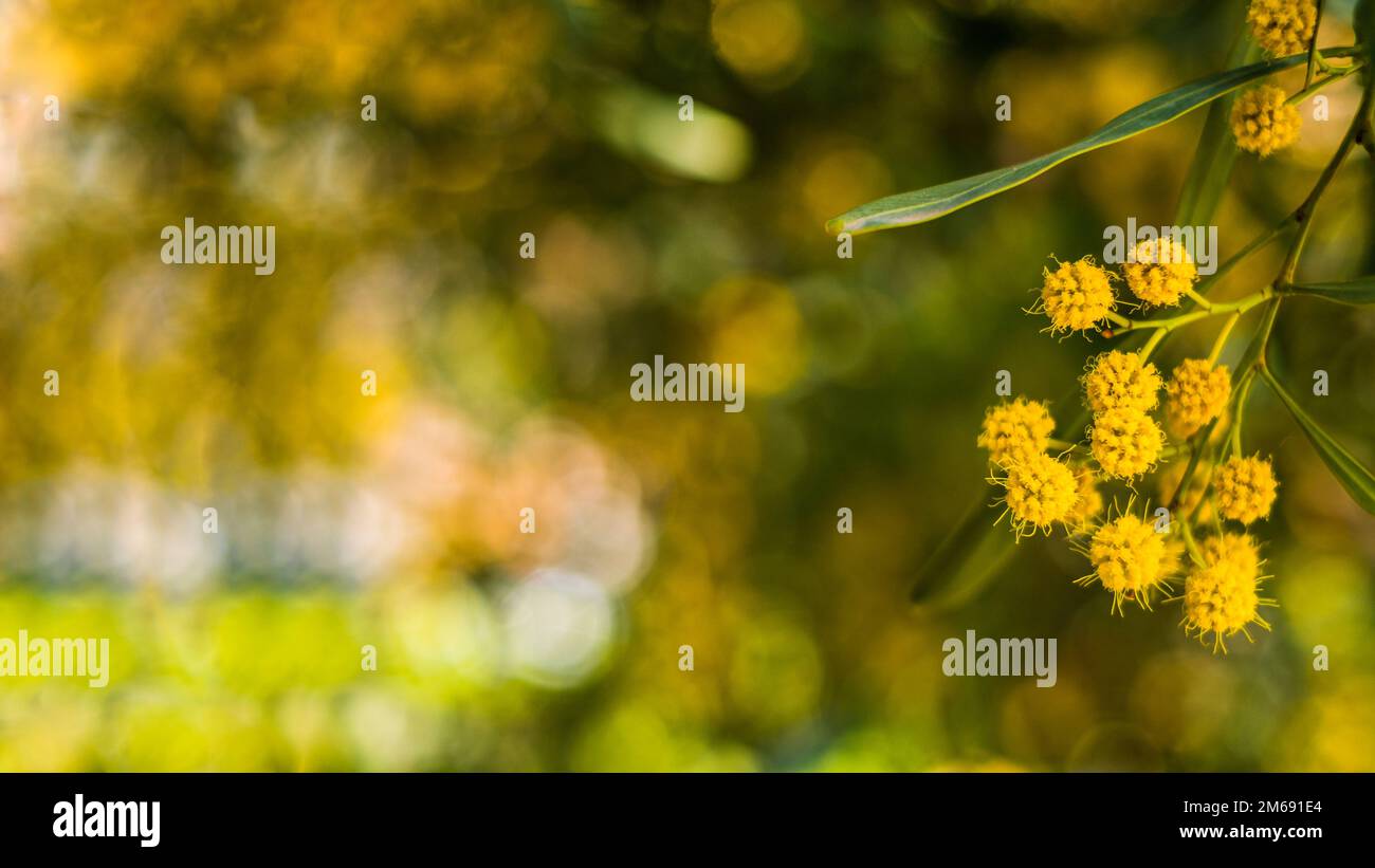 Beautiful blooming mimosa - Acacia dealbata. Floral wallpaper ...