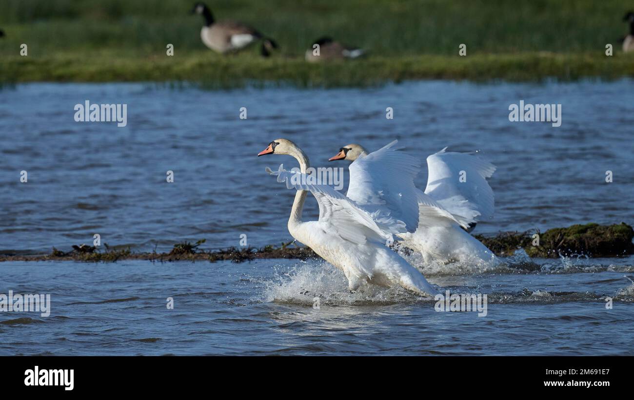 Swan in flight Stock Photo - Alamy