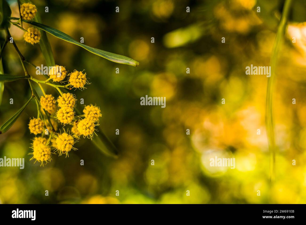 Beautiful blooming mimosa - Acacia dealbata. Floral wallpaper ...