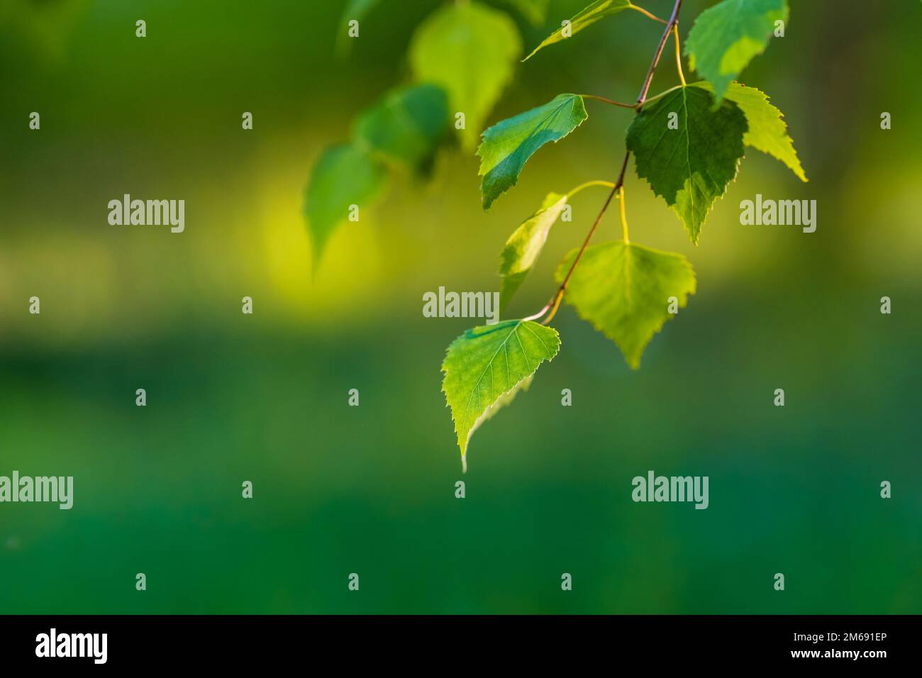 View of the birch branches with young green leaves. Fresh green young ...