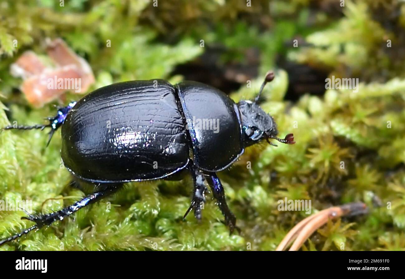 Beetle walks hi-res stock photography and images - Alamy