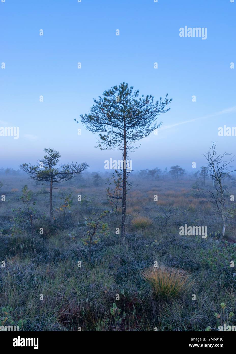 misty mire landscape with swamp pines and traditional mire vegetation ...