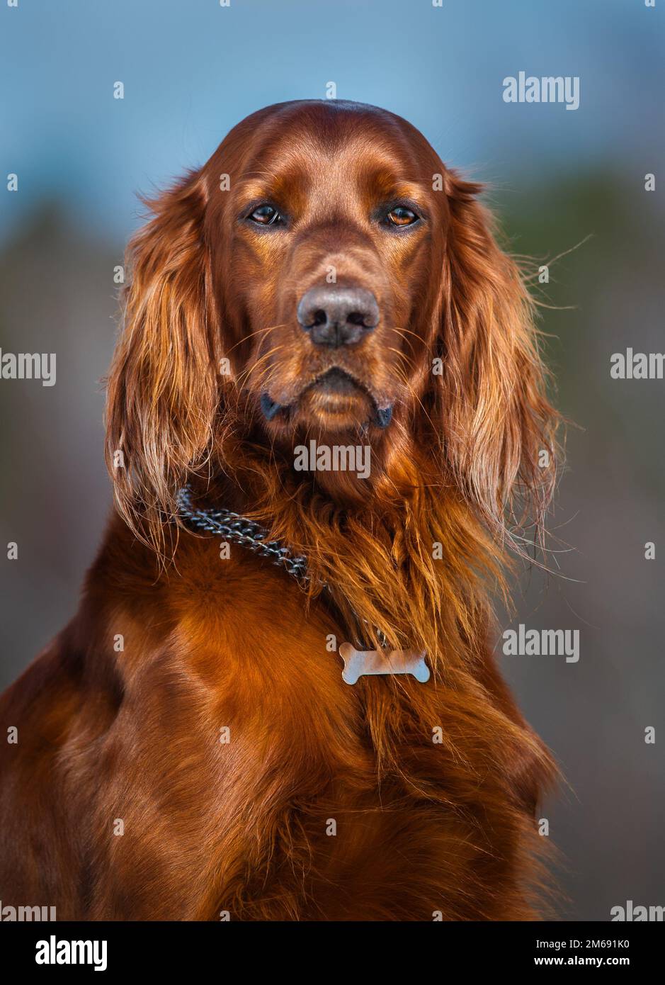 Portrait of dog. Irish Red Setter Stock Photo - Alamy
