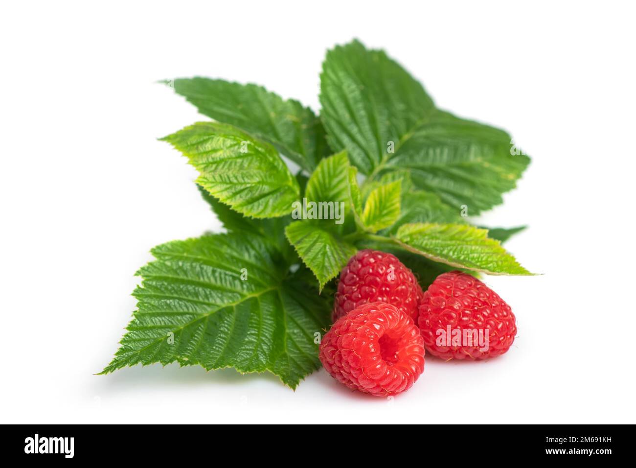 Raspberry with leaves. Raspberry isolated on white background Stock ...