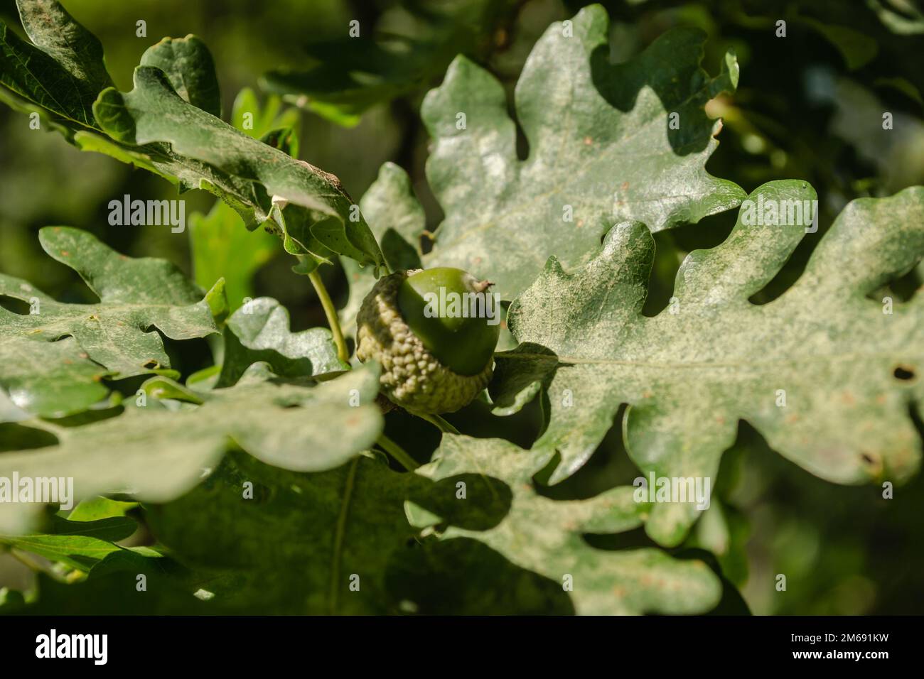 A green acorn fruit in the trunk of an Oak tree, illuminated by the ...