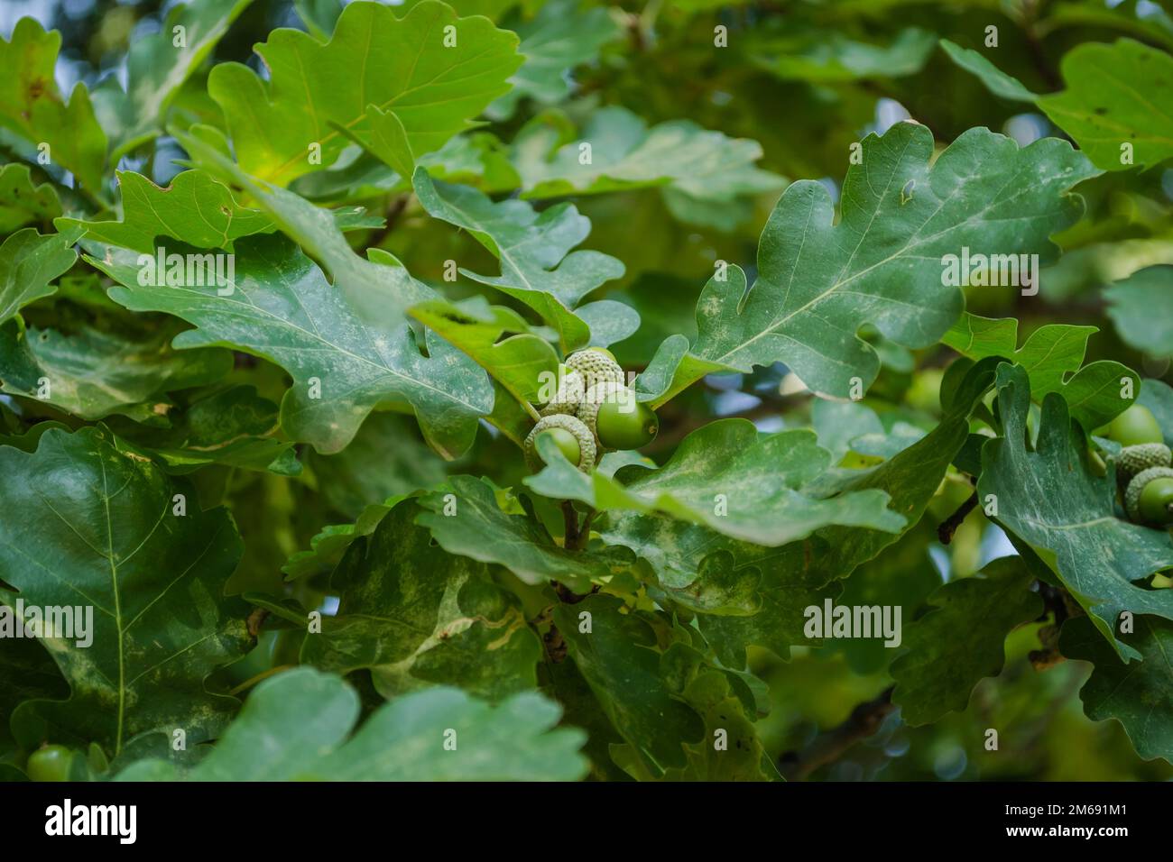 Illuminated in vibrant greens hi-res stock photography and images - Alamy