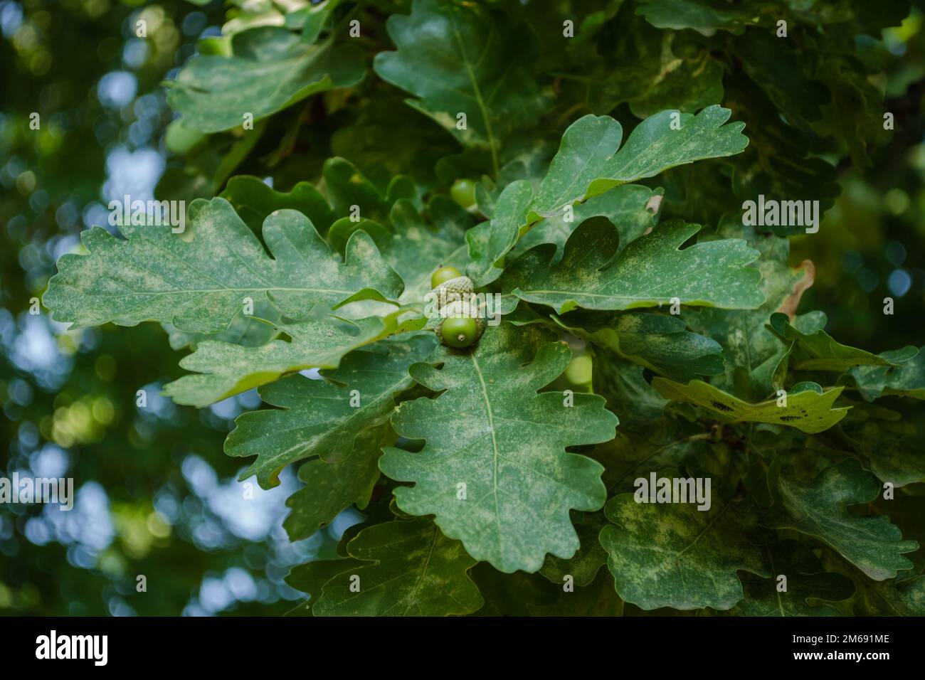 A green acorn fruit in the trunk of an Oak tree, illuminated by the ...