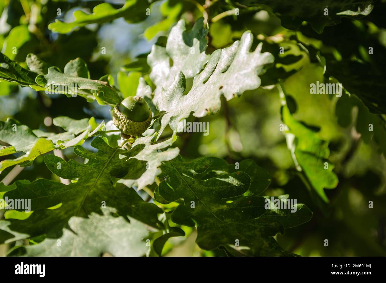 A green acorn fruit in the trunk of an Oak tree, illuminated by the ...