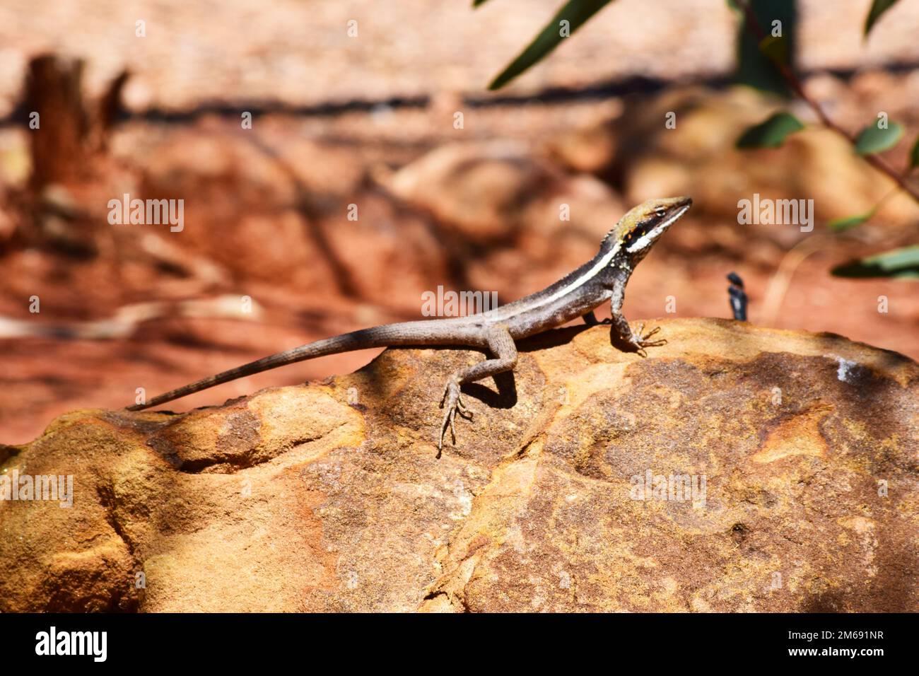 Lizard on Red Rock Stock Photo - Alamy
