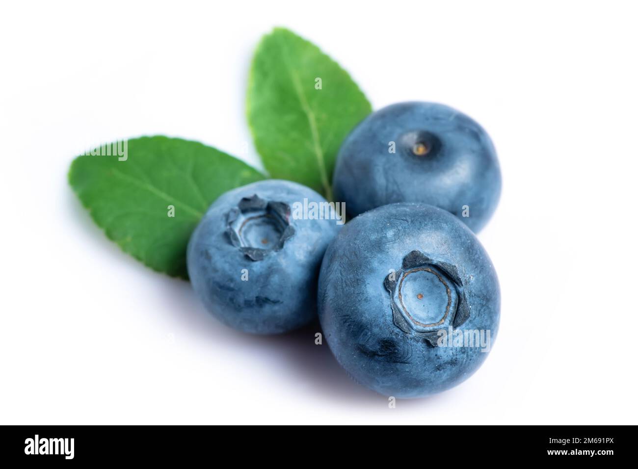 Blueberry isolated. Blueberry with leaves on white. Bilberry on white ...