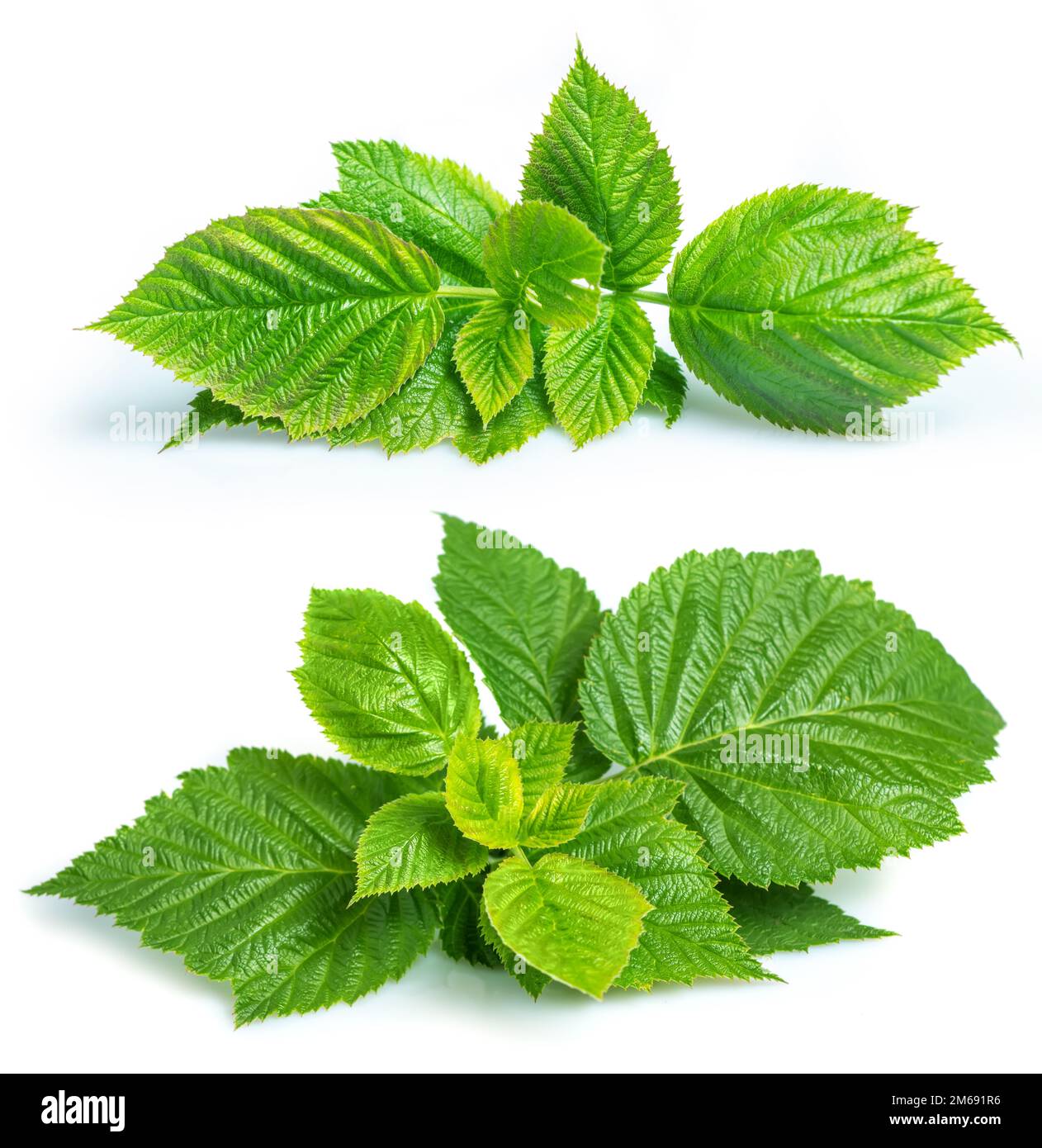 Raspberry Leaf Isolate On White Raspberry Isolated With Clipping Path
