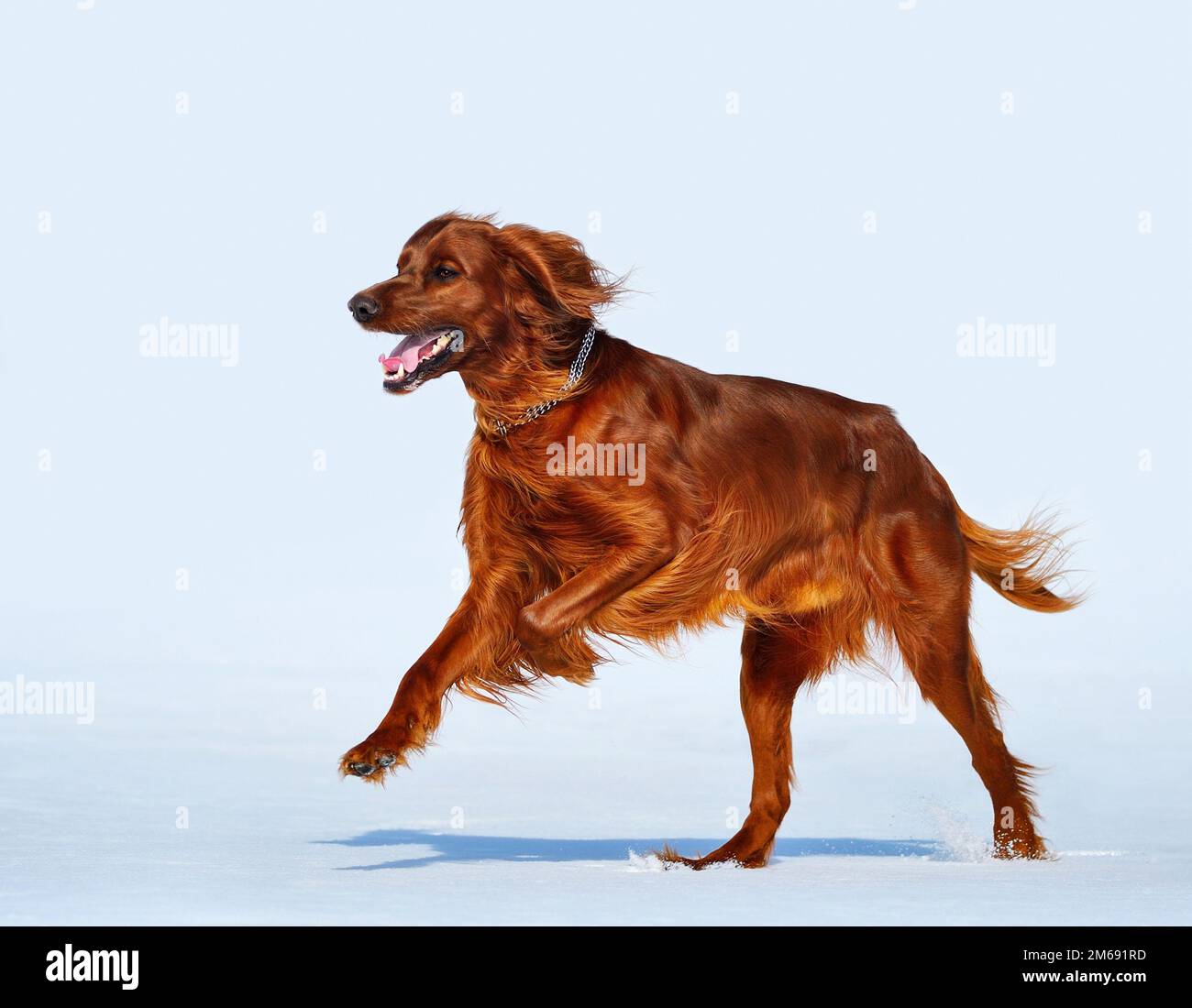 Happy dog irish setter runs hi-res stock photography and images - Alamy