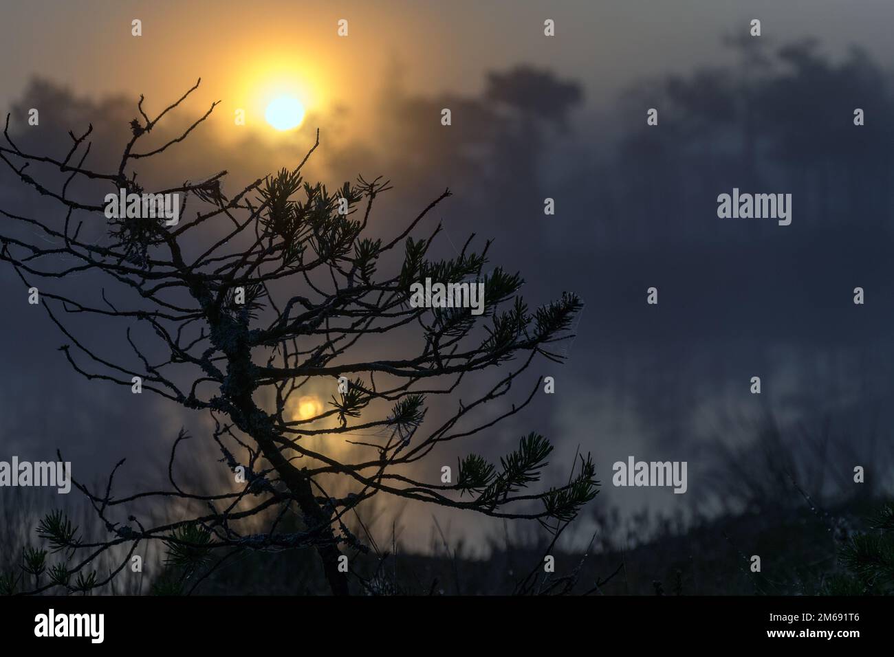tree branch silhouettes at sunrise, backlight, misty bog landscape with ...