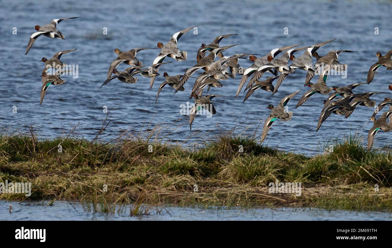 Waterfowl in flight hi-res stock photography and images - Alamy