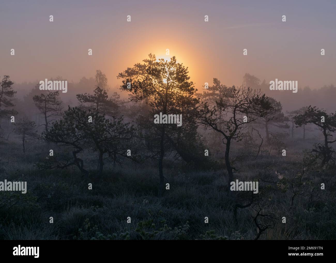 tree silhouettes at sunrise, misty bog landscape with swamp pines and ...