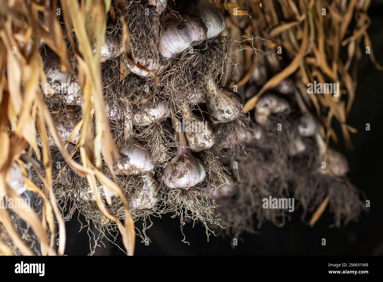 Garlic in bundles dried under roof of rural house. Organic product ...