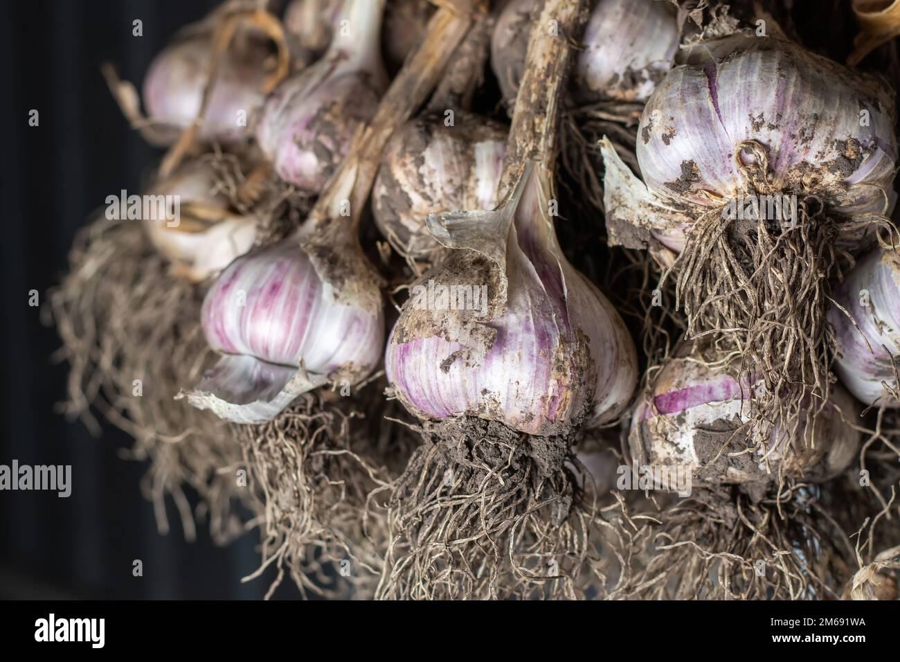Photo food garlic bulb. Background texture Plant vegetable garlic Stock ...
