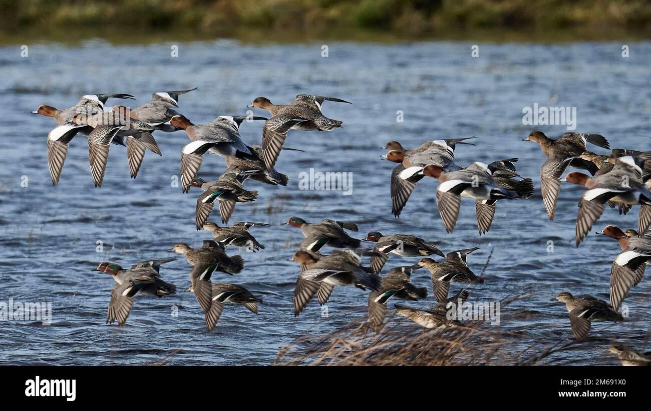 Waterfowl in flight hi-res stock photography and images - Alamy