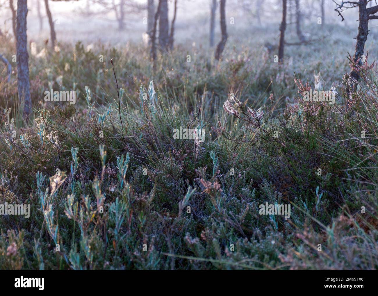 misty mire landscape with swamp pines and traditional mire vegetation ...