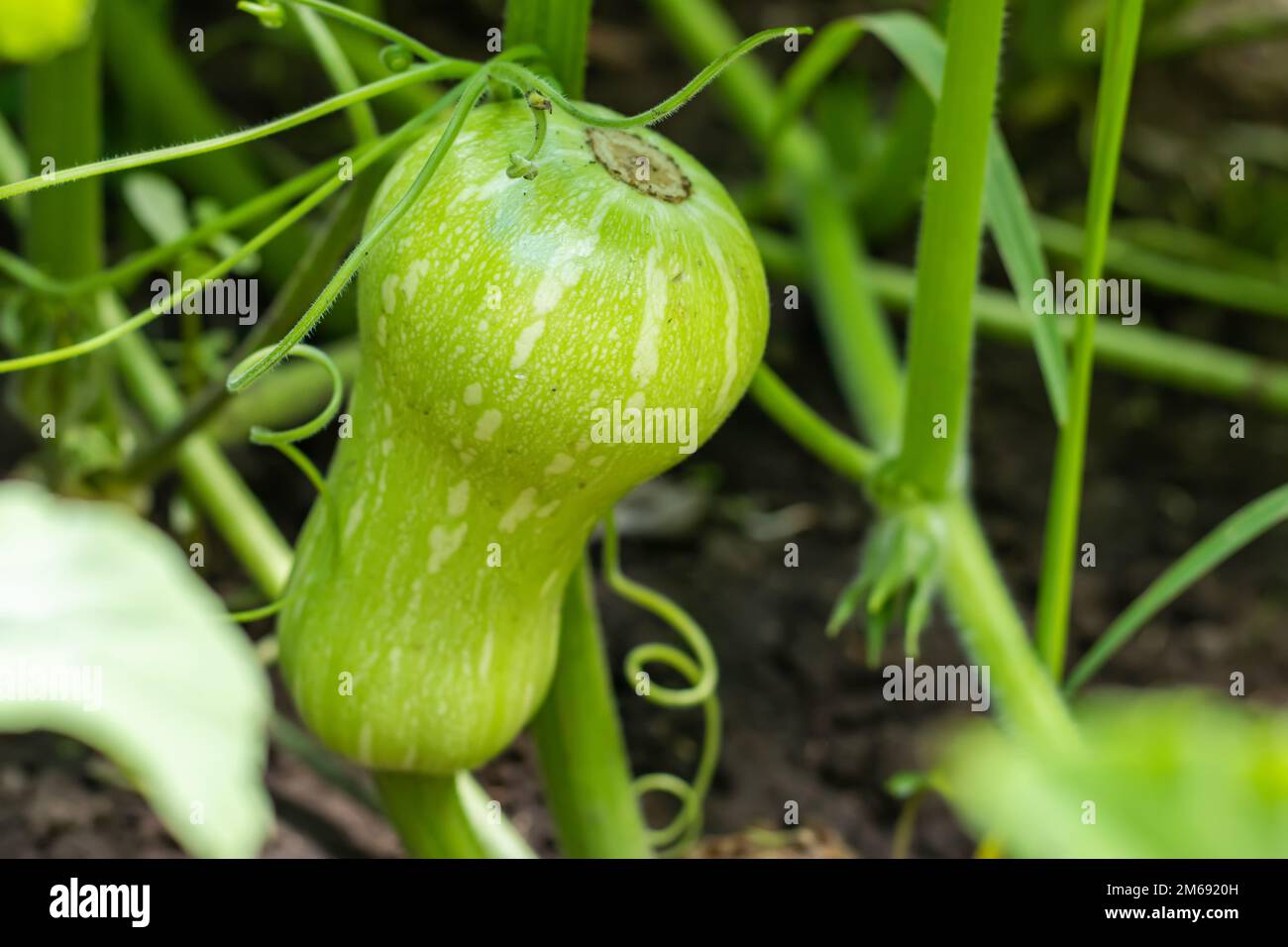 Zucchini plant. Zucchini flower. Green vegetable marrow growing on bush ...