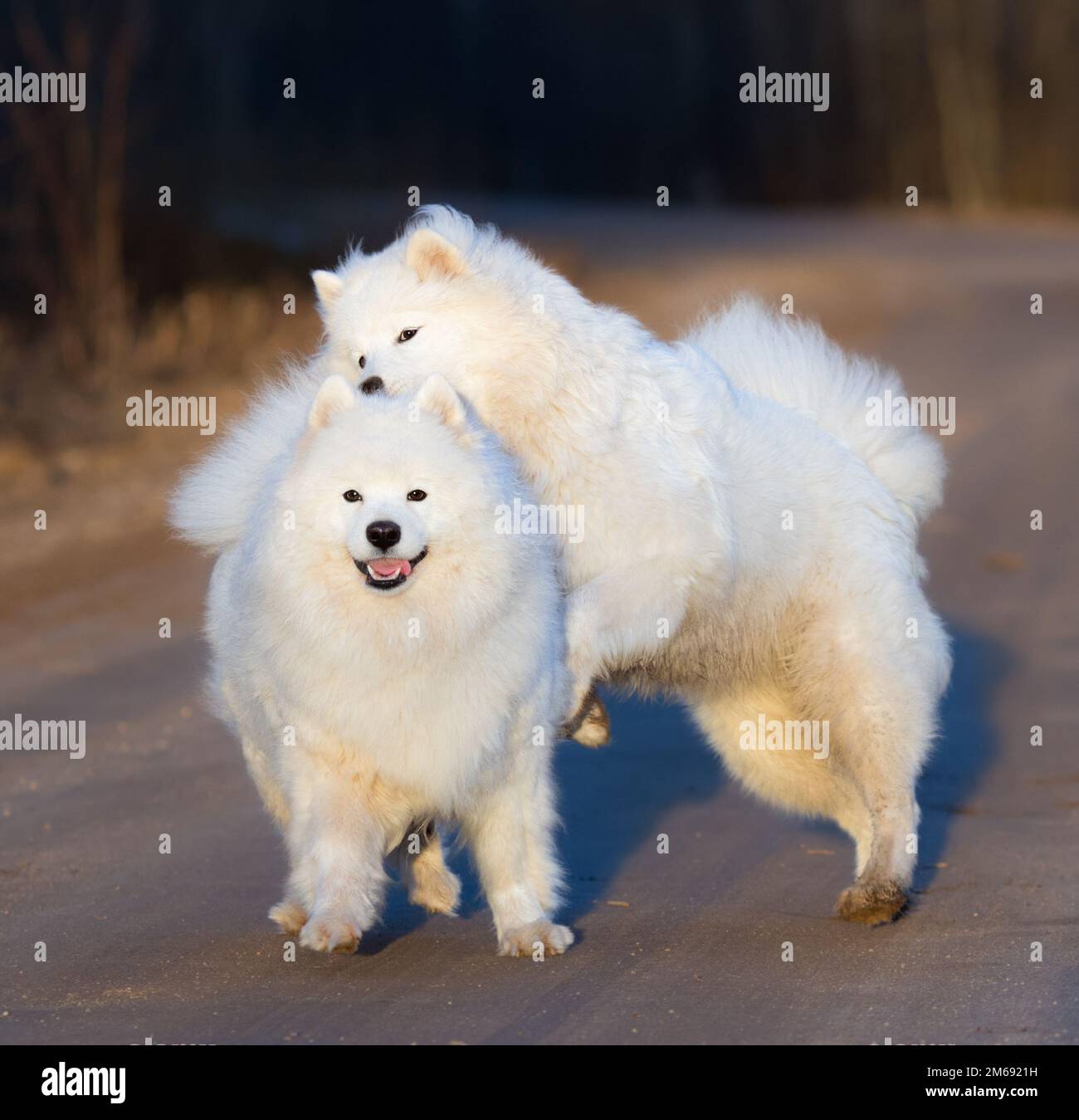 Samoyed dog with puppy playing on sandy road at sunset. Springtime ...