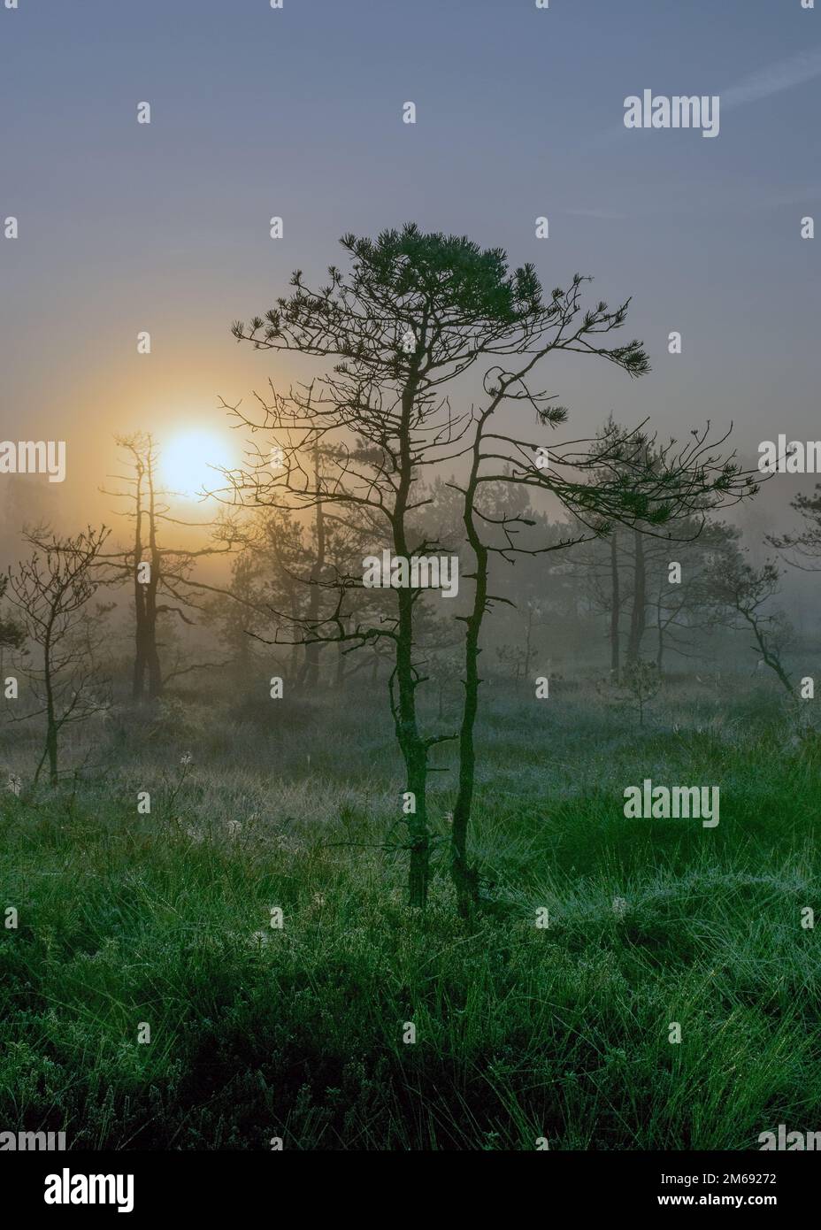tree silhouettes at sunrise, misty bog landscape with swamp pines and ...