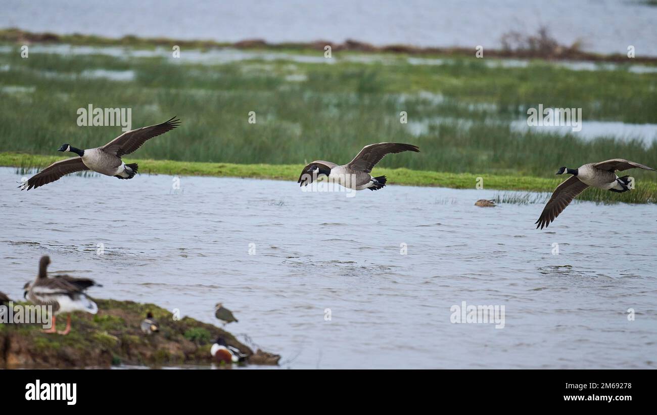 Pulborough brooks geese hi-res stock photography and images - Alamy