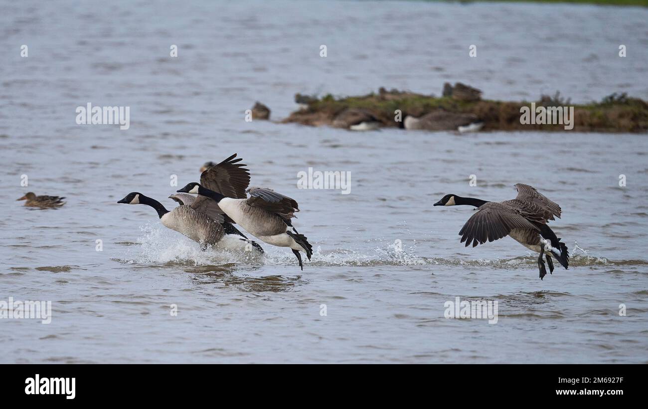 Pulborough brooks geese hi-res stock photography and images - Alamy