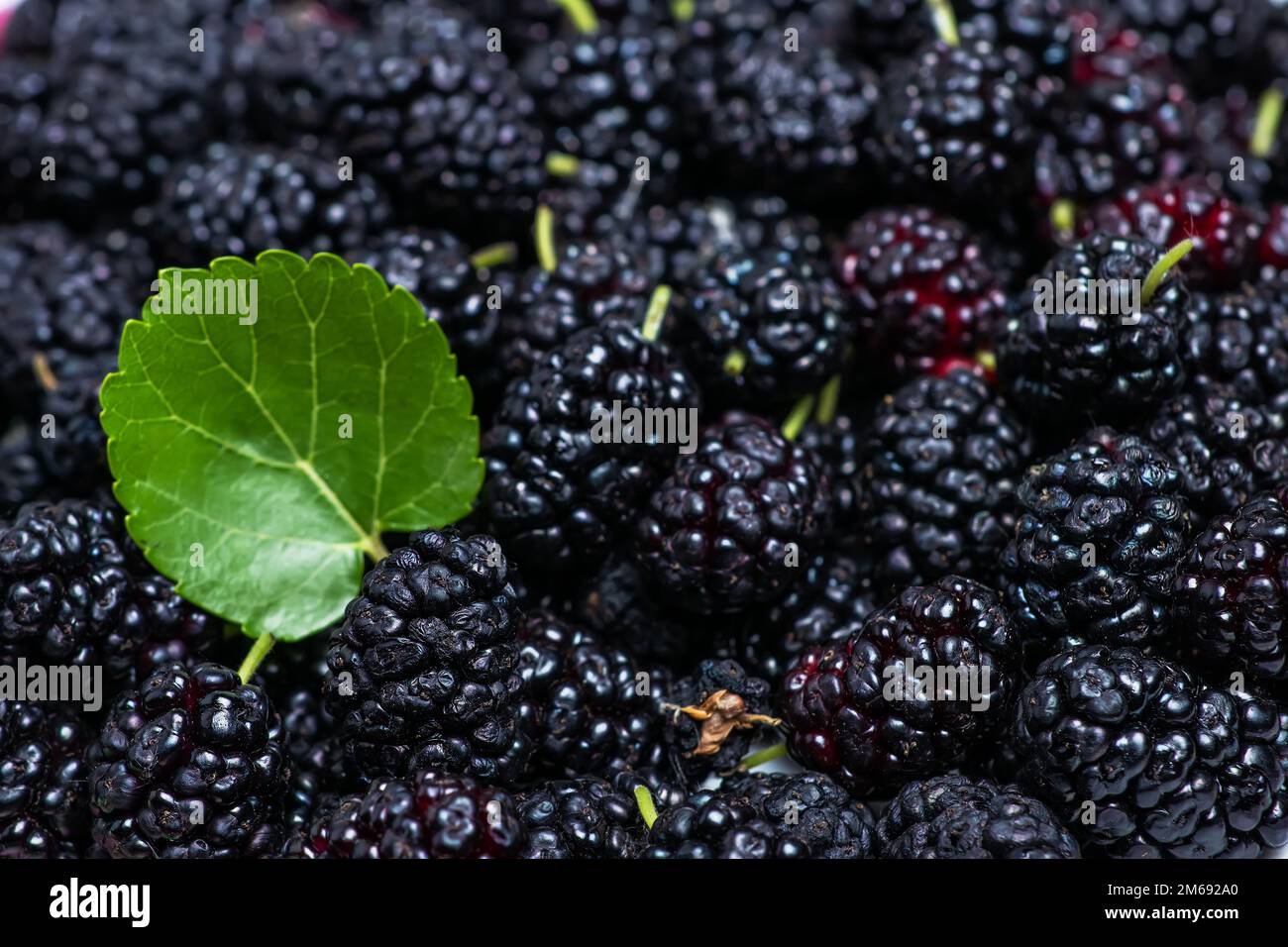 Mulberry background. Fresh Mulberrys top view. Black Berries wide ...