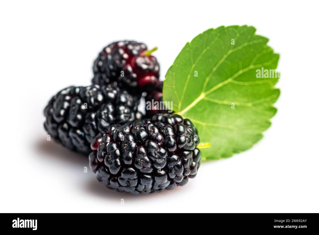 Mulberry fruits with green leaves isolated on white background Stock ...