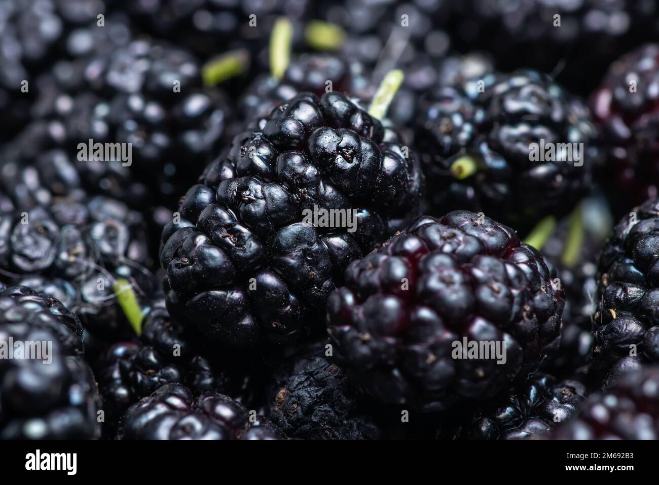 Mulberry background. Fresh Mulberrys top view. Black Berries wide ...