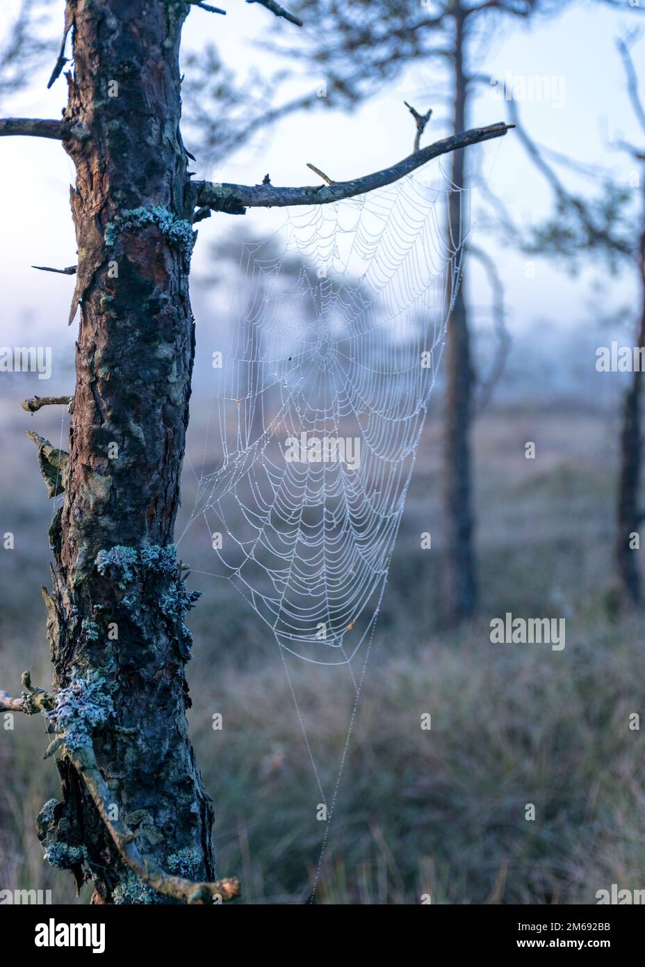 fine cobwebs between tree branches, misty bog landscape with swamp ...