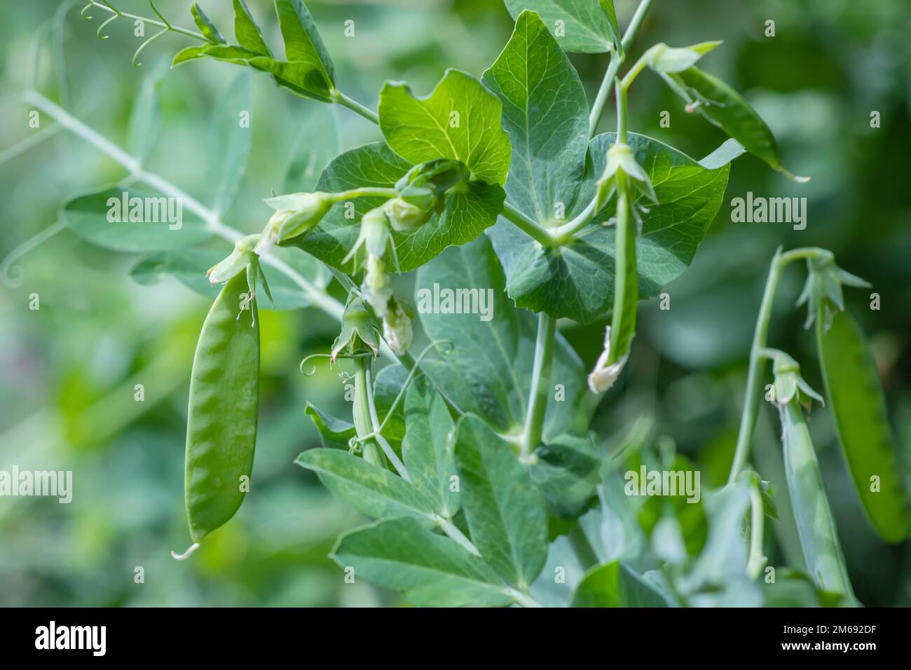 Image of a young pea plant with pods Stock Photo - Alamy