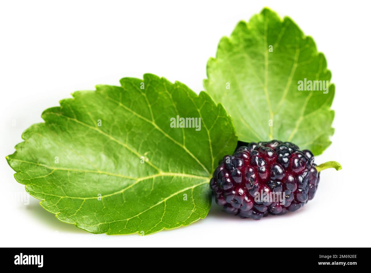 Mulberry fruit with green leaf isolated on white background Stock Photo ...