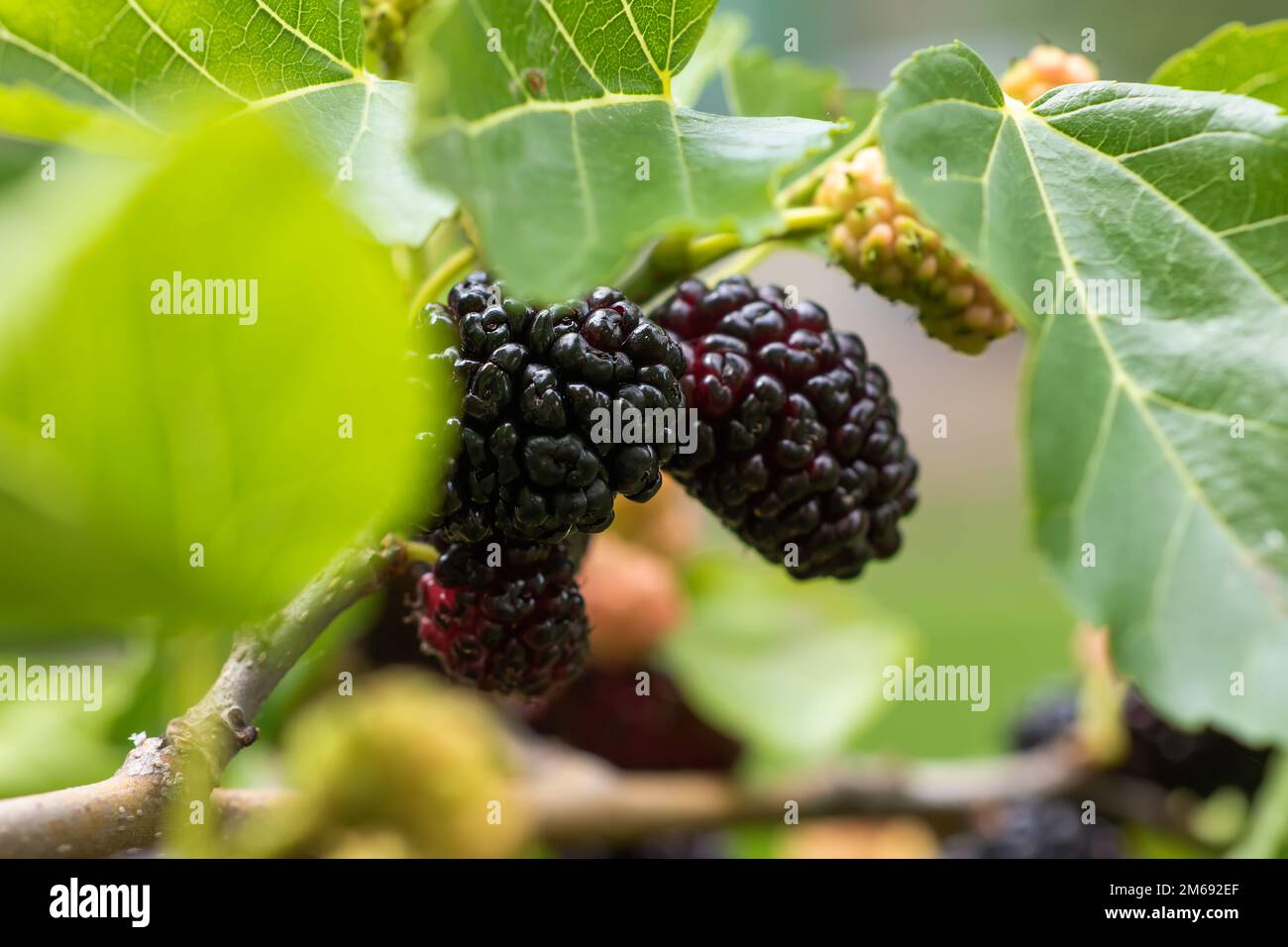 The fruit of black mulberry - mulberry tree Stock Photo - Alamy