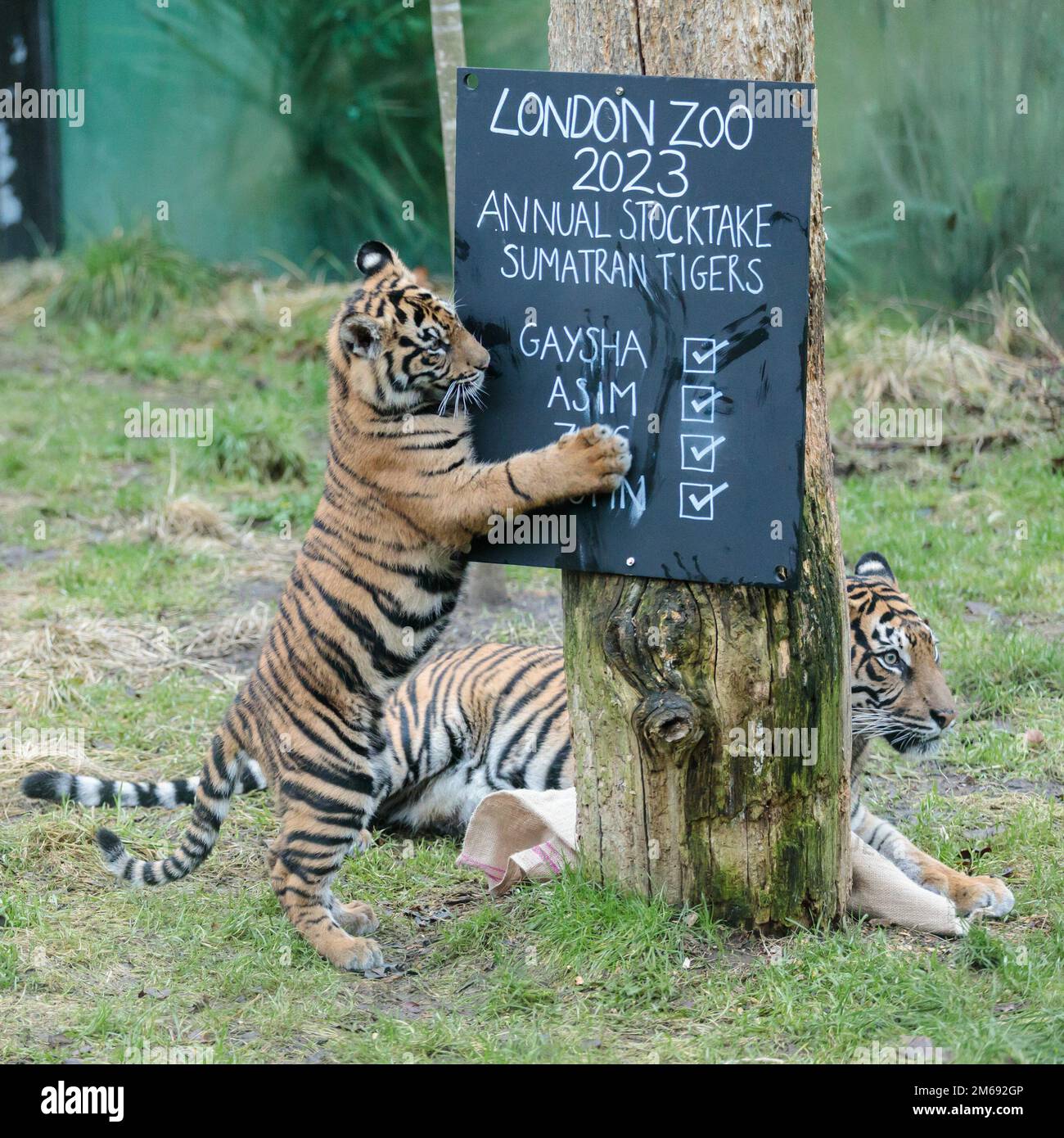 ZSL London Zoo, UK. 3rd January 2023. Zookeepers at ZSL London Zoo begin counting the animals at ...