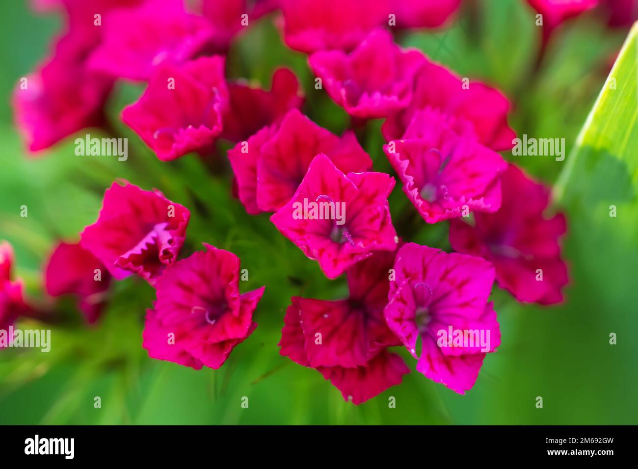 Turkish carnation pink hi-res stock photography and images - Alamy