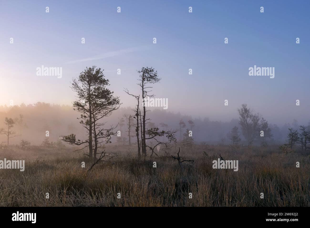 misty mire landscape with swamp pines and traditional mire vegetation ...