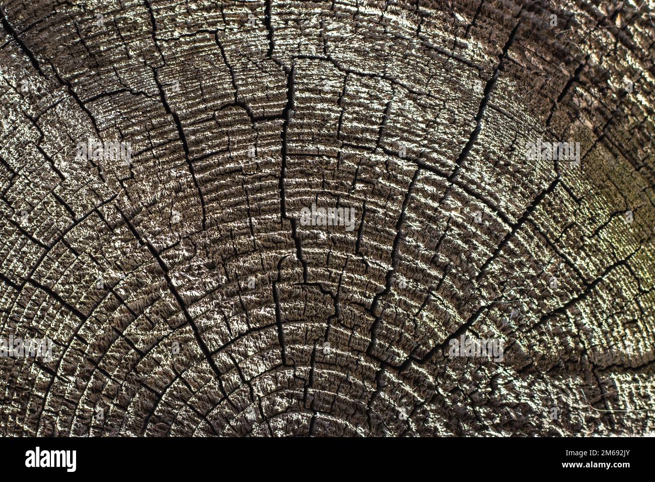 The surface of an old cracked tree stump with a small deep four-rayed ...