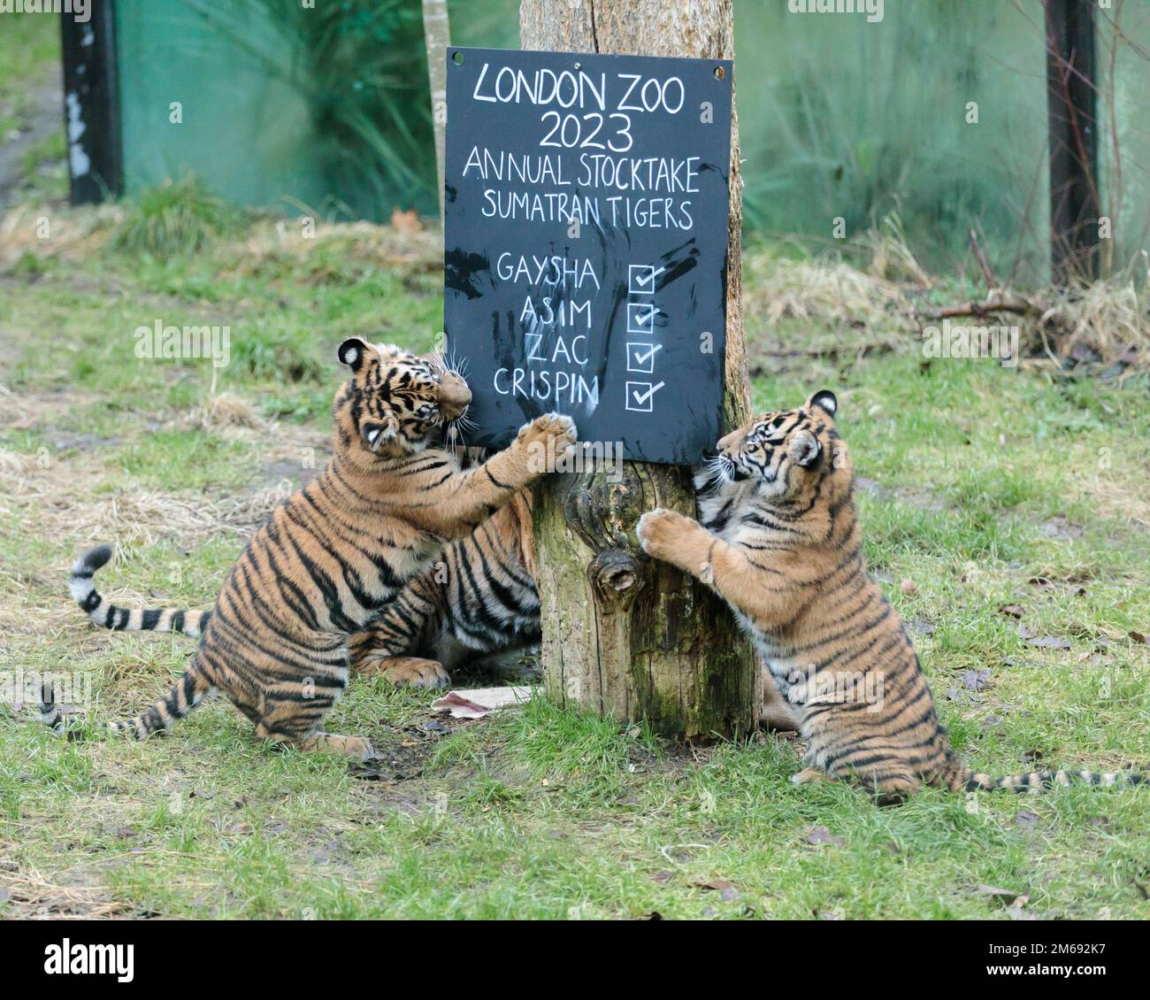 ZSL London Zoo, UK. 3rd January 2023. Zookeepers at ZSL London Zoo ...