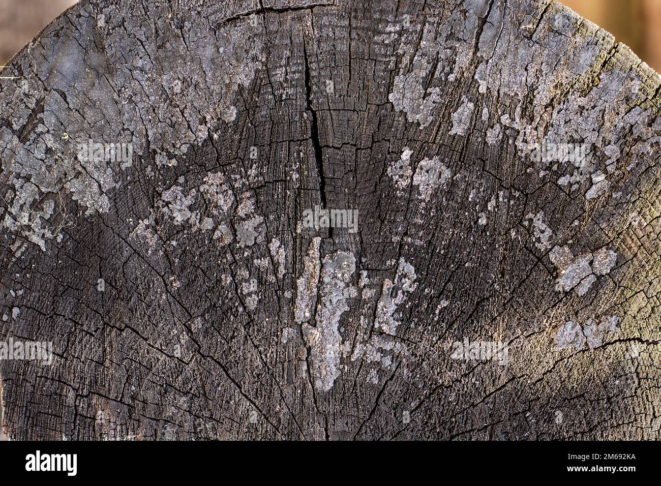 The surface of an old cracked tree stump with a small deep four-rayed ...