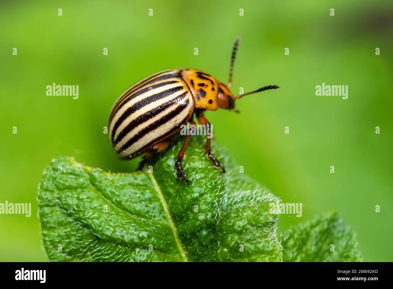 The Colorado potato beetle Leptinotarsa decemlineata is a serious pest ...