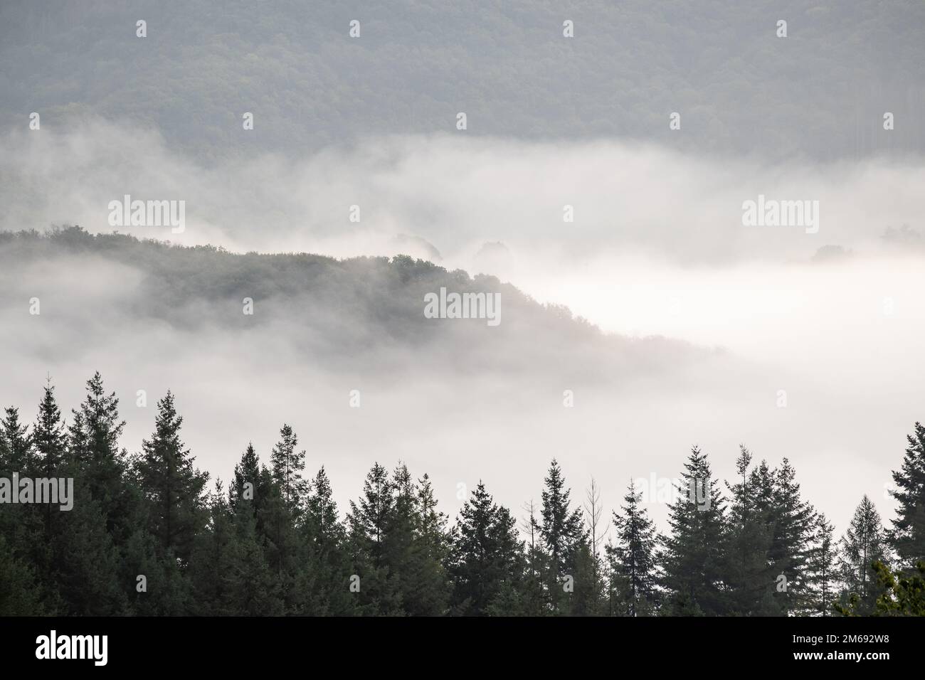 A beautiful view of a foggy forest Stock Photo - Alamy
